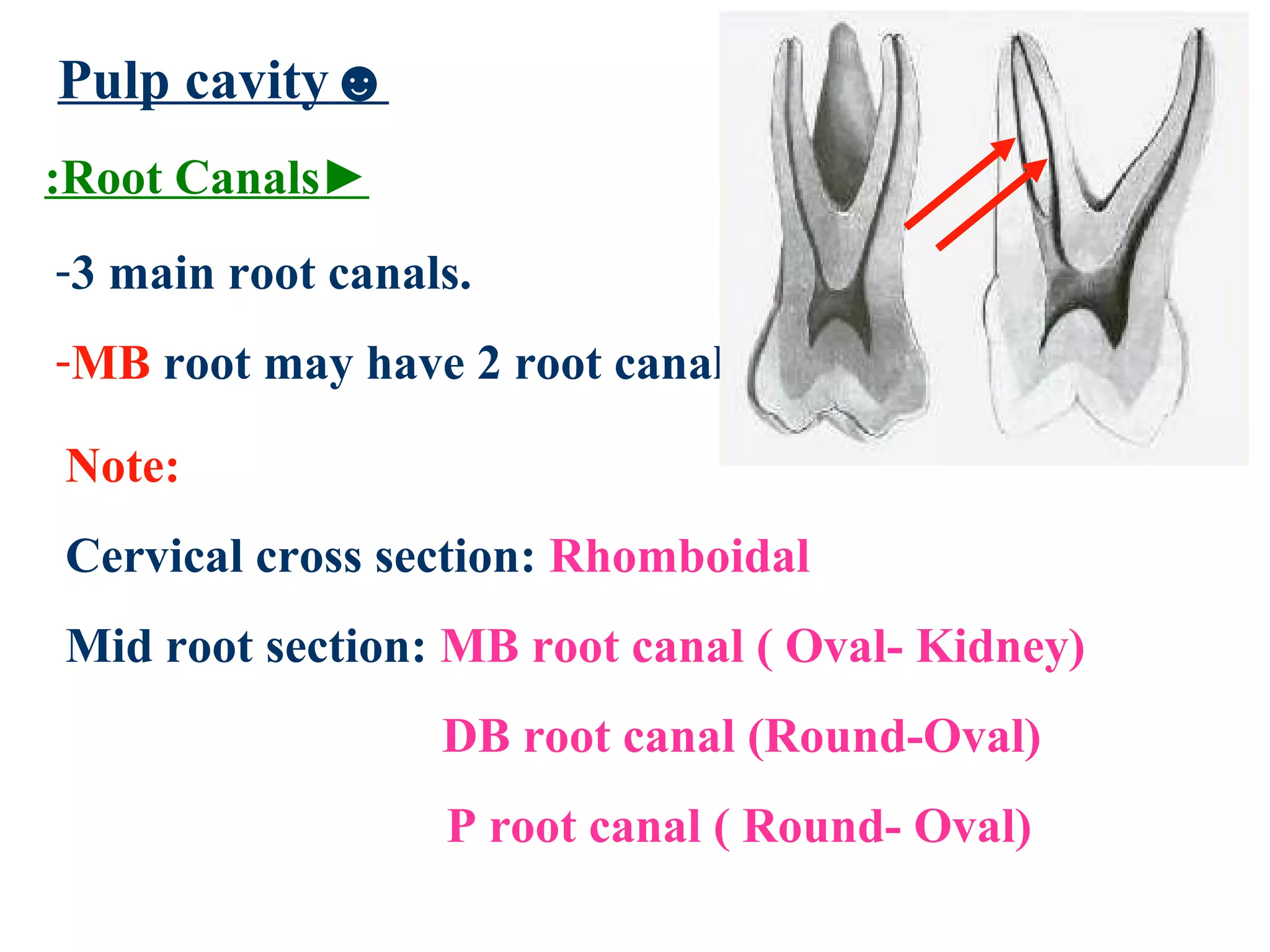 05. Maxillary Molars (CD) - Dentition | PPT