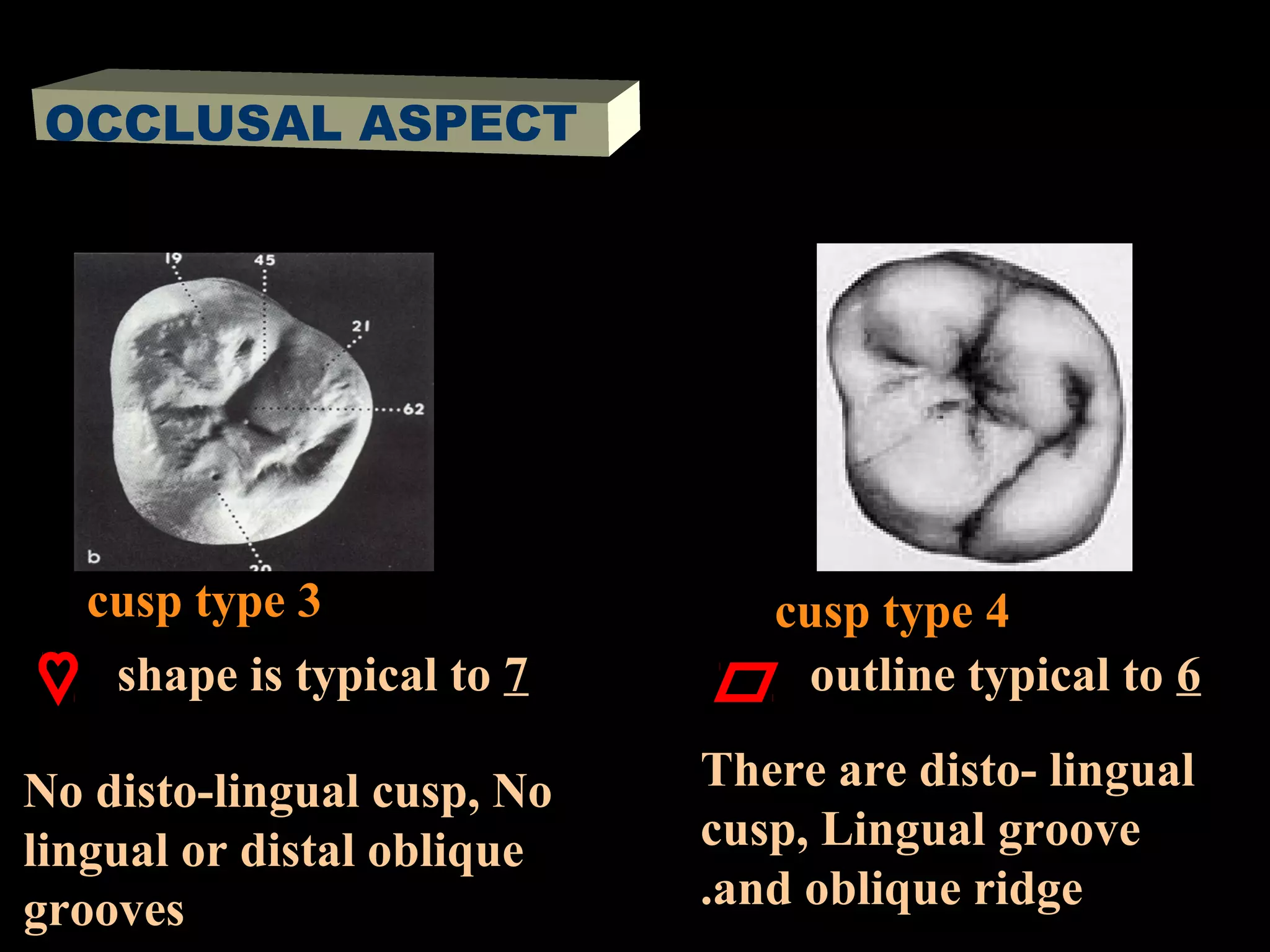 05. Maxillary Molars (CD) - Dentition | PPT