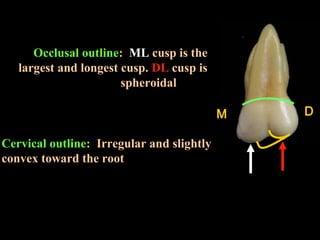 05. Maxillary Molars (CD) - Dentition | PPT