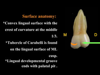 05. Maxillary Molars (CD) - Dentition | PPT