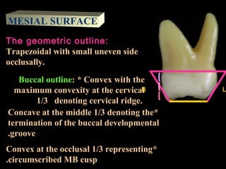 05. Maxillary Molars (CD) - Dentition | PPT