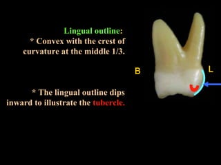 05. Maxillary Molars (CD) - Dentition | PPT