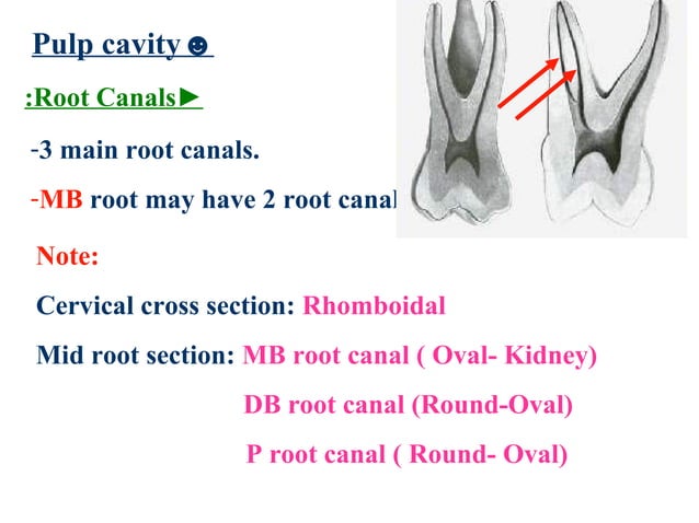 05. Maxillary Molars (CD) - Dentition | PPT