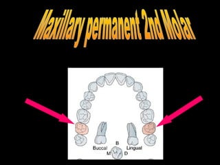 05. Maxillary Molars (CD) - Dentition | PPT