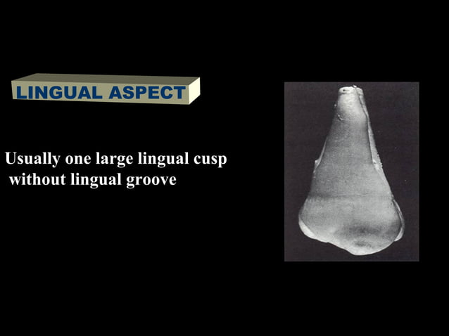 05. Maxillary Molars (CD) - Dentition | PPT