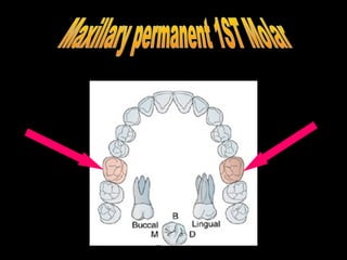 05. Maxillary Molars (CD) - Dentition | PPT