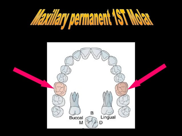 05. Maxillary Molars (CD) - Dentition | PPT
