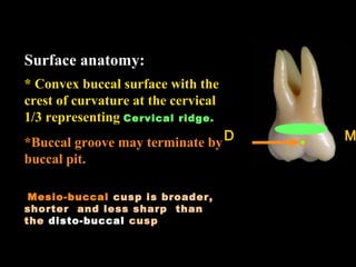 05. Maxillary Molars (CD) - Dentition | PPT