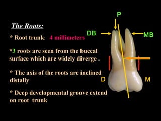 05. Maxillary Molars (CD) - Dentition | PPT