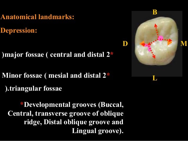 Oblique Ridge Maxillary Molars