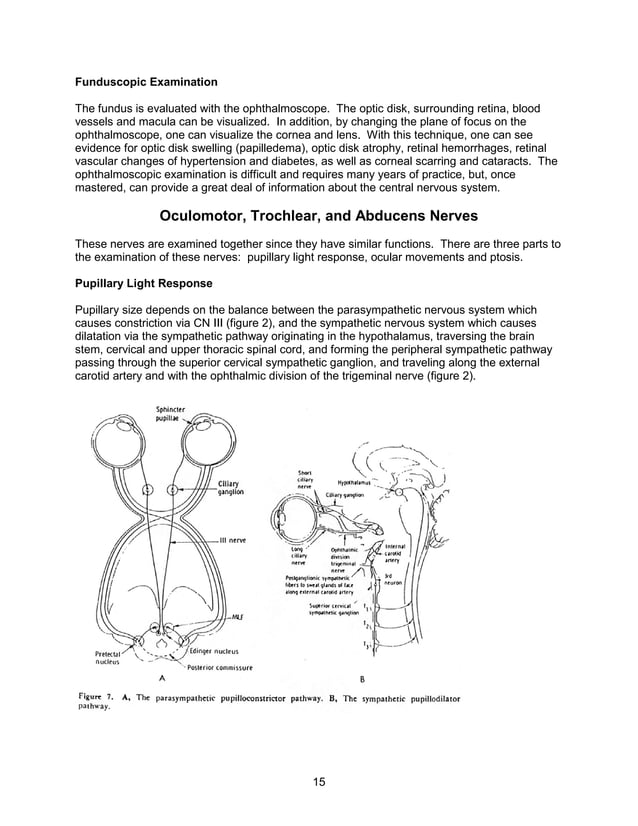 5 minute-neuro-exam-handout | PDF | Brain and Nervous System Disorders ...