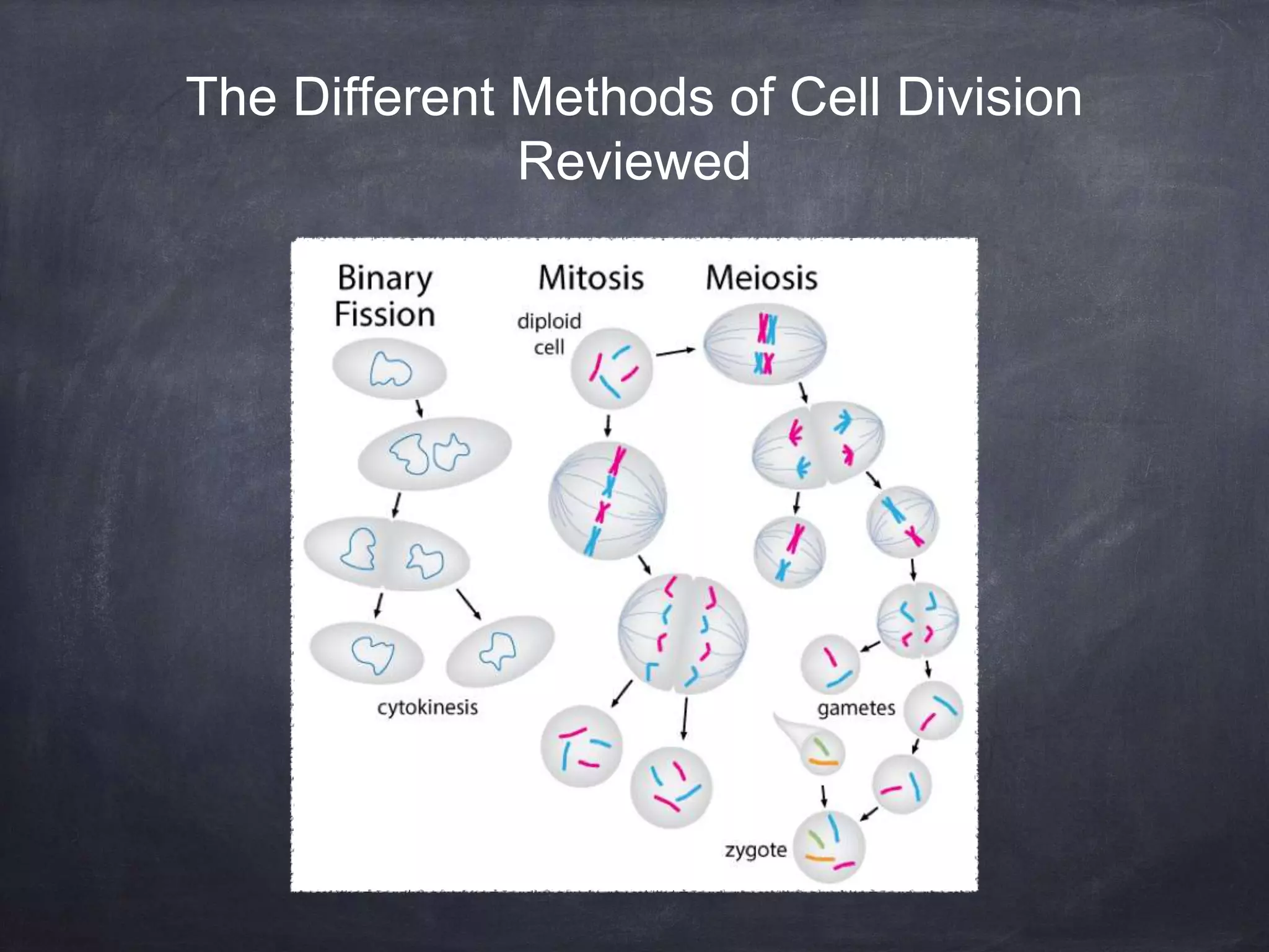 Mitosis vs. Meiosis vs. Binary Fission Powerpoint 5 - Hira Zahid | PPT