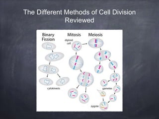 Mitosis vs. Meiosis vs. Binary Fission Powerpoint 5 - Hira Zahid | PPT