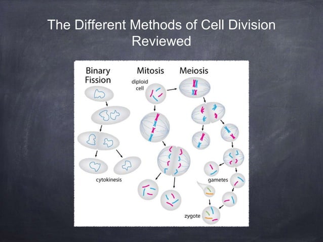 Mitosis vs. Meiosis vs. Binary Fission Powerpoint 5 - Hira Zahid | PPT