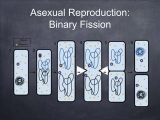 Mitosis vs. Meiosis vs. Binary Fission Powerpoint 5 - Hira Zahid | PPT