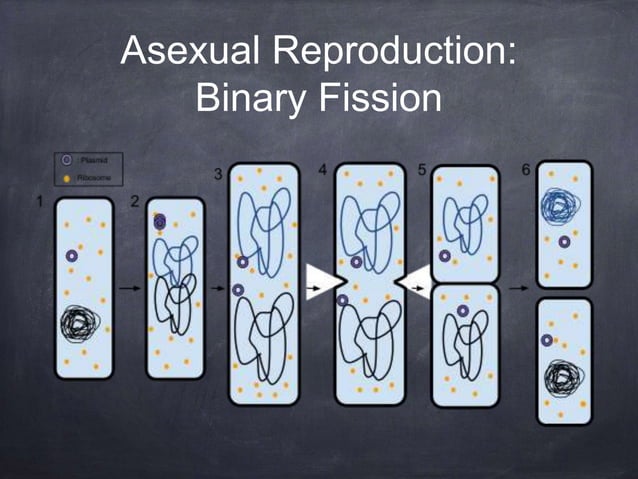 Mitosis vs. Meiosis vs. Binary Fission Powerpoint 5 - Hira Zahid | PPT