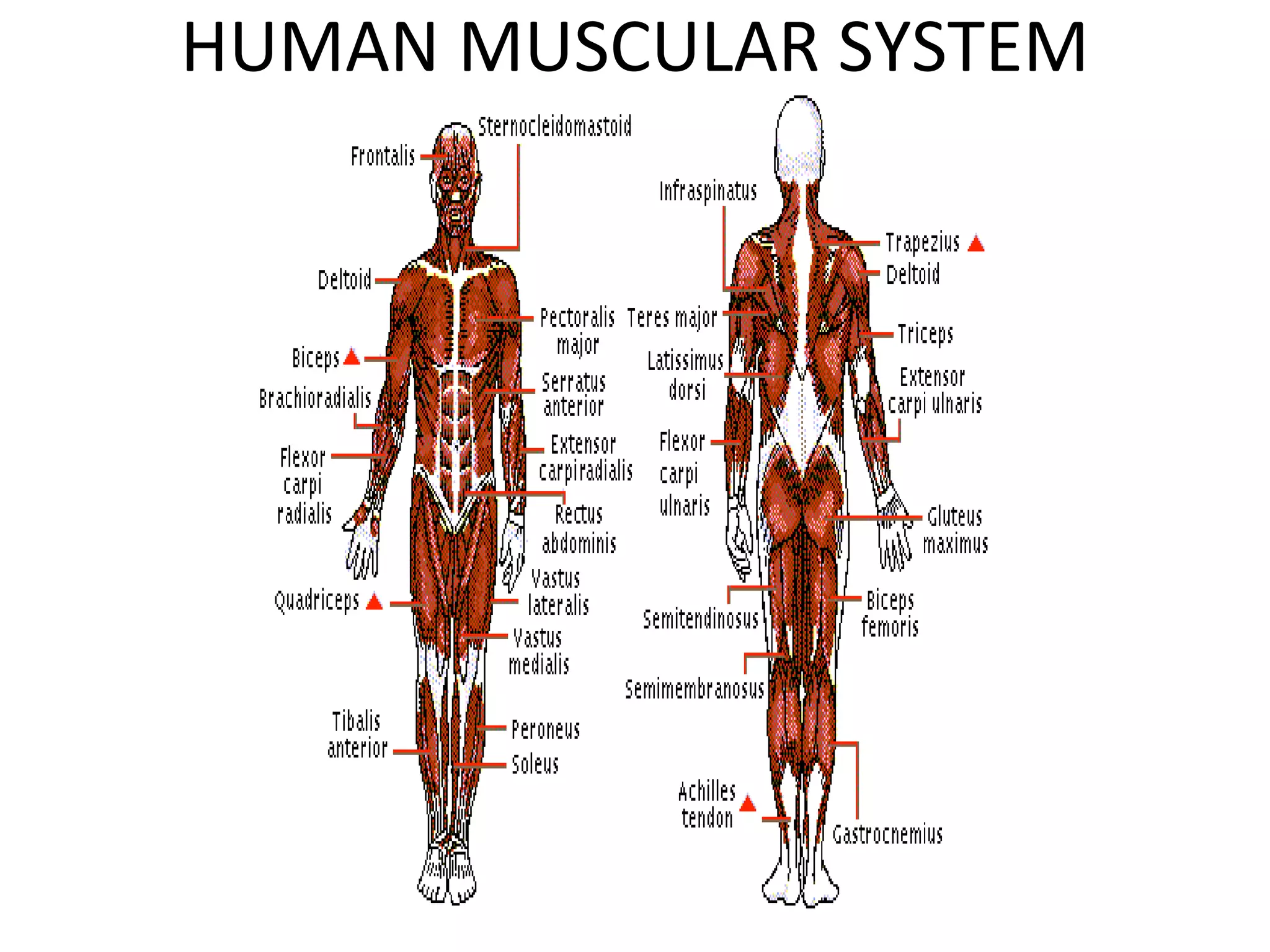 5. muscular system | PPT