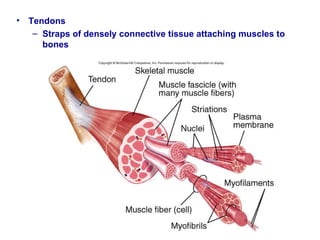 5. muscular system | PPT