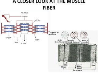 5. muscular system | PPT