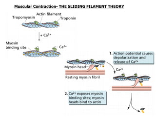 5. muscular system | PPT