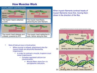 5. muscular system | PPT