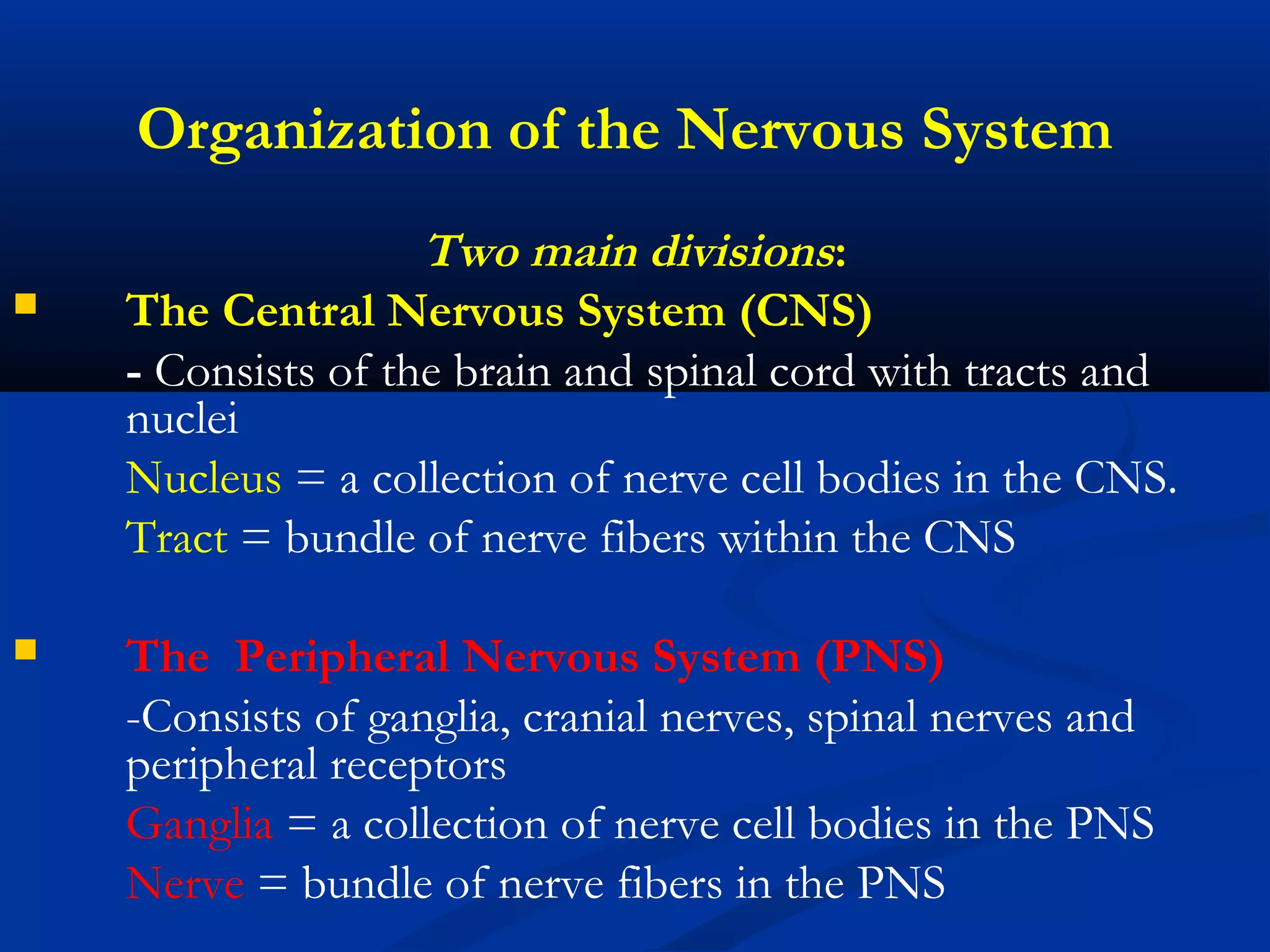 what is nervous tissue | PPT