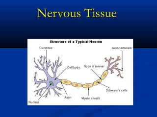 what is nervous tissue | PPT