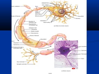 Nervous Tissue Structure