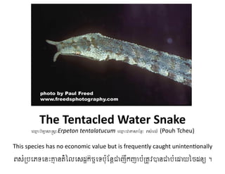 Noung — Snakes of the Tonle Sap | PPT
