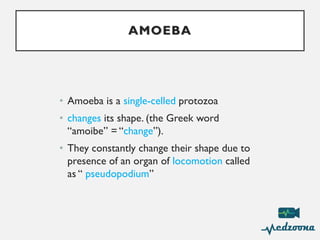 5-Parasitology Branch Lecture in microbiology | PDF