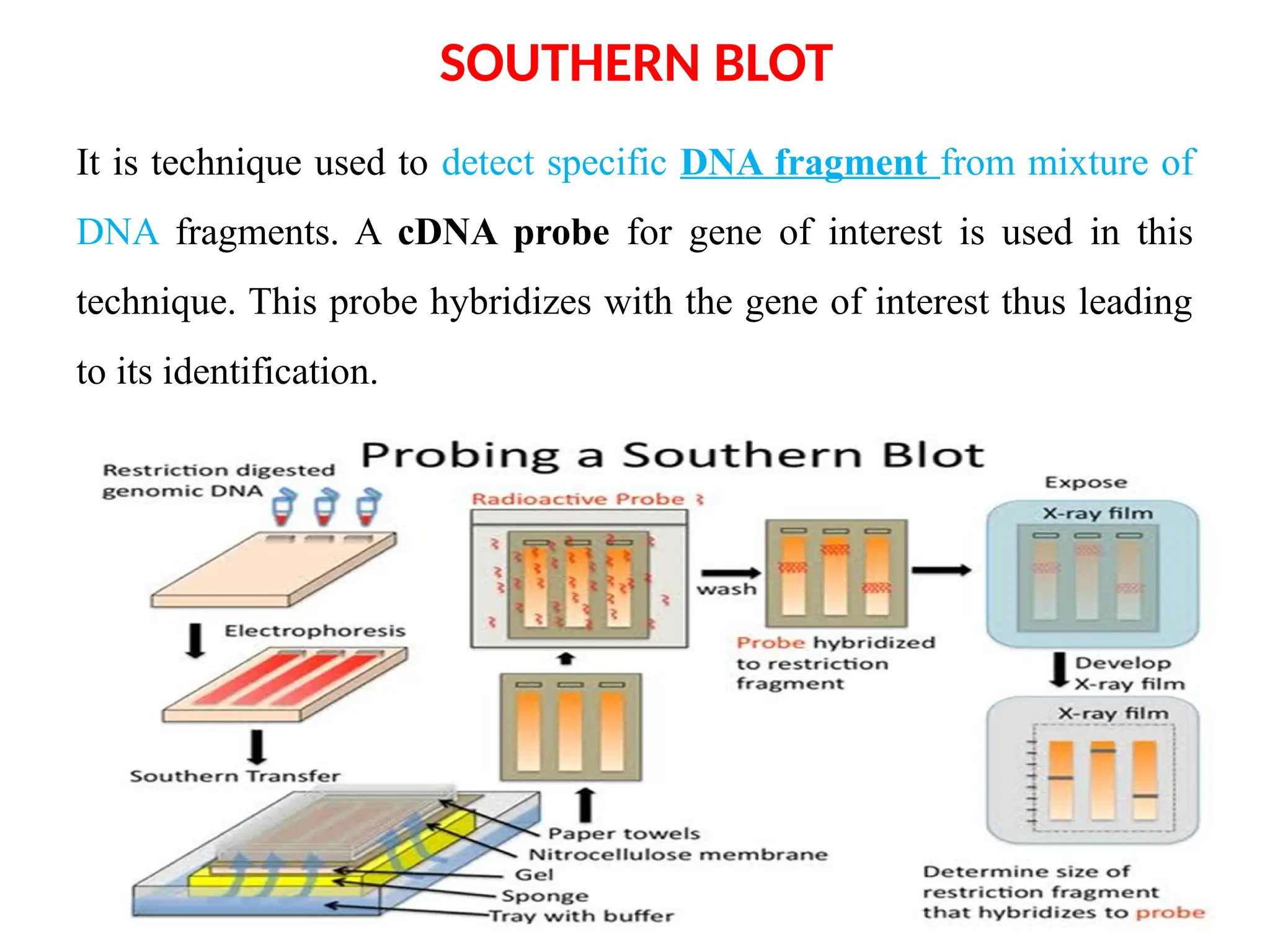 5- PCR, recombinant DNA, RFLP, blotting pdf.pptx