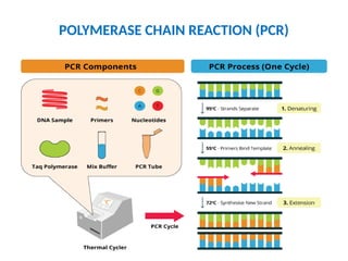 5- PCR, recombinant DNA, RFLP, blotting pdf.pptx