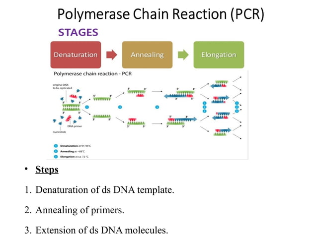 5- PCR, recombinant DNA, RFLP, blotting pdf.pptx