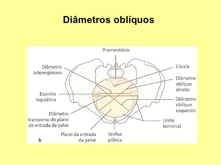 Continuação Slides Anatomia Geral II - Slide 5