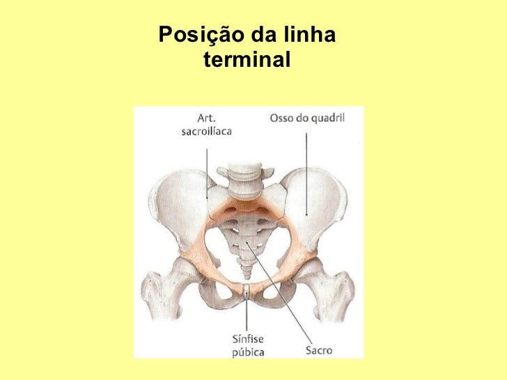 Continuação Slides Anatomia Geral II - Slide 5