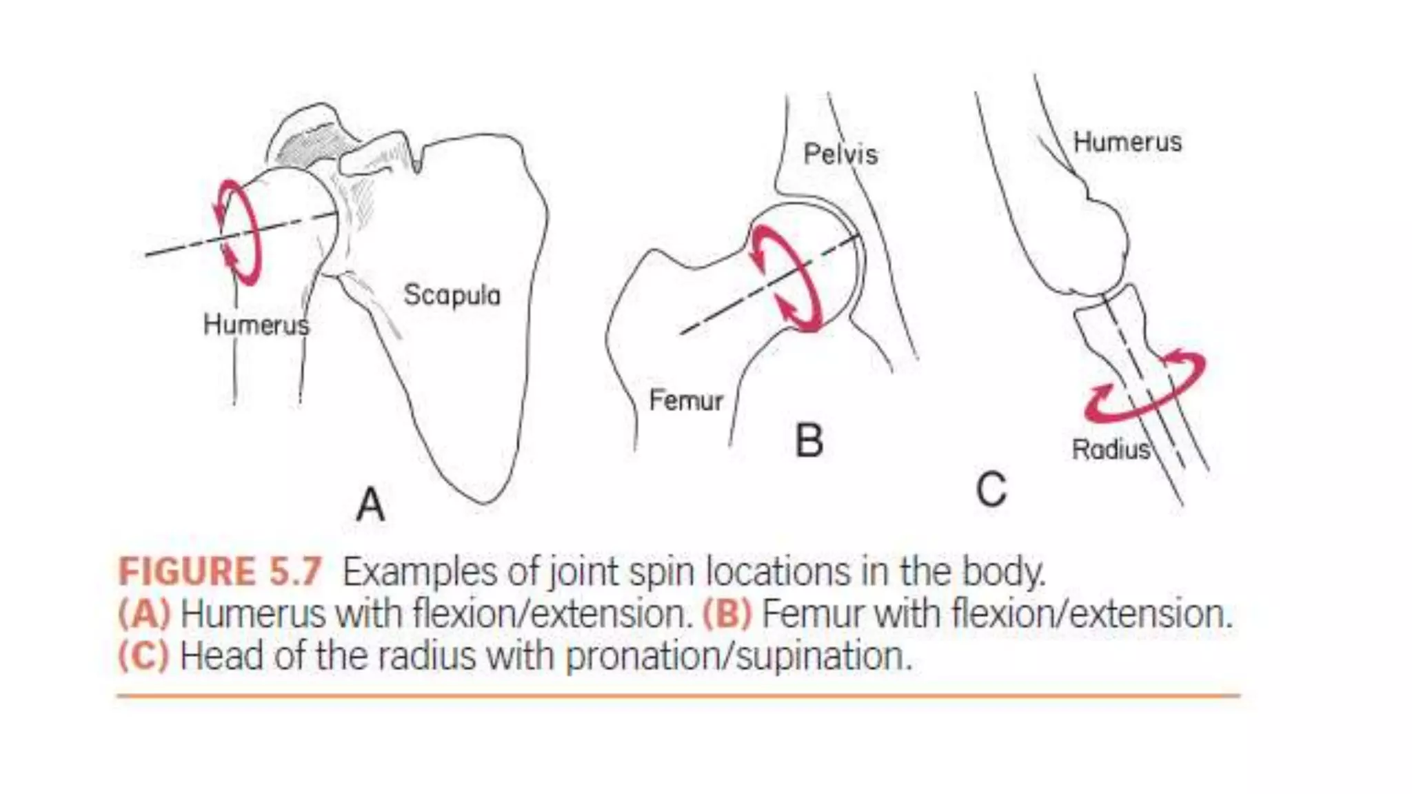 5-Peripheral Joint Mobilization.pptx