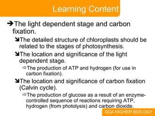 5. Photosynthesis | PPT