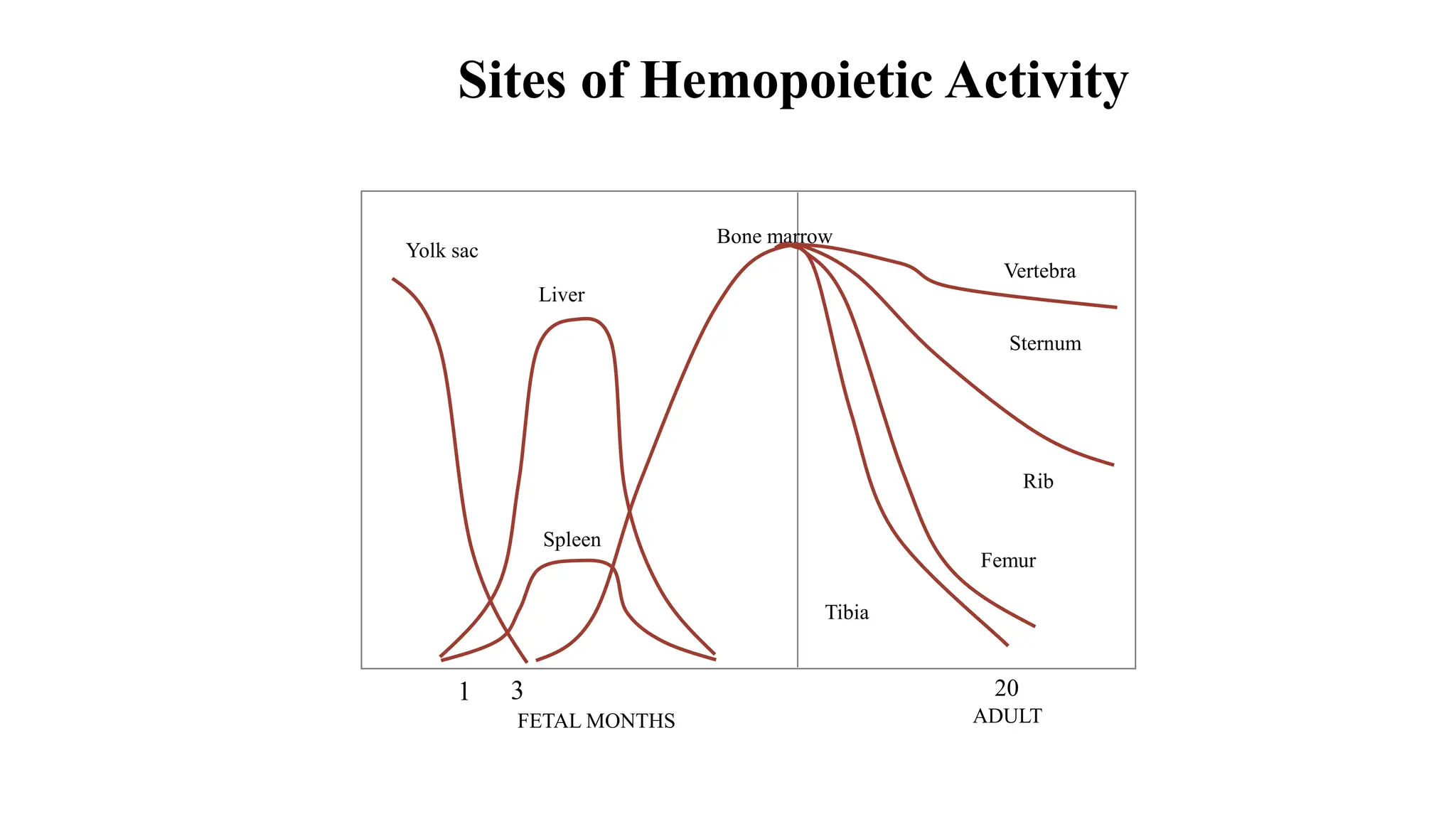 5-Physiology for HLS system in MEd school.pptx