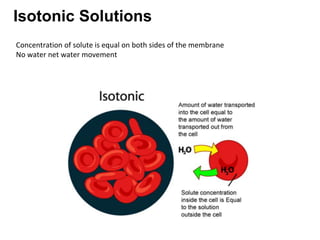 Physiology of membrane transport | PPTX