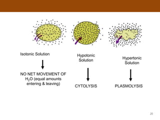 Physiology of membrane transport | PPTX