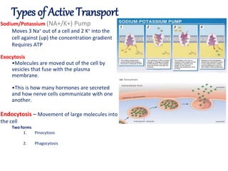 Physiology of membrane transport | PPTX