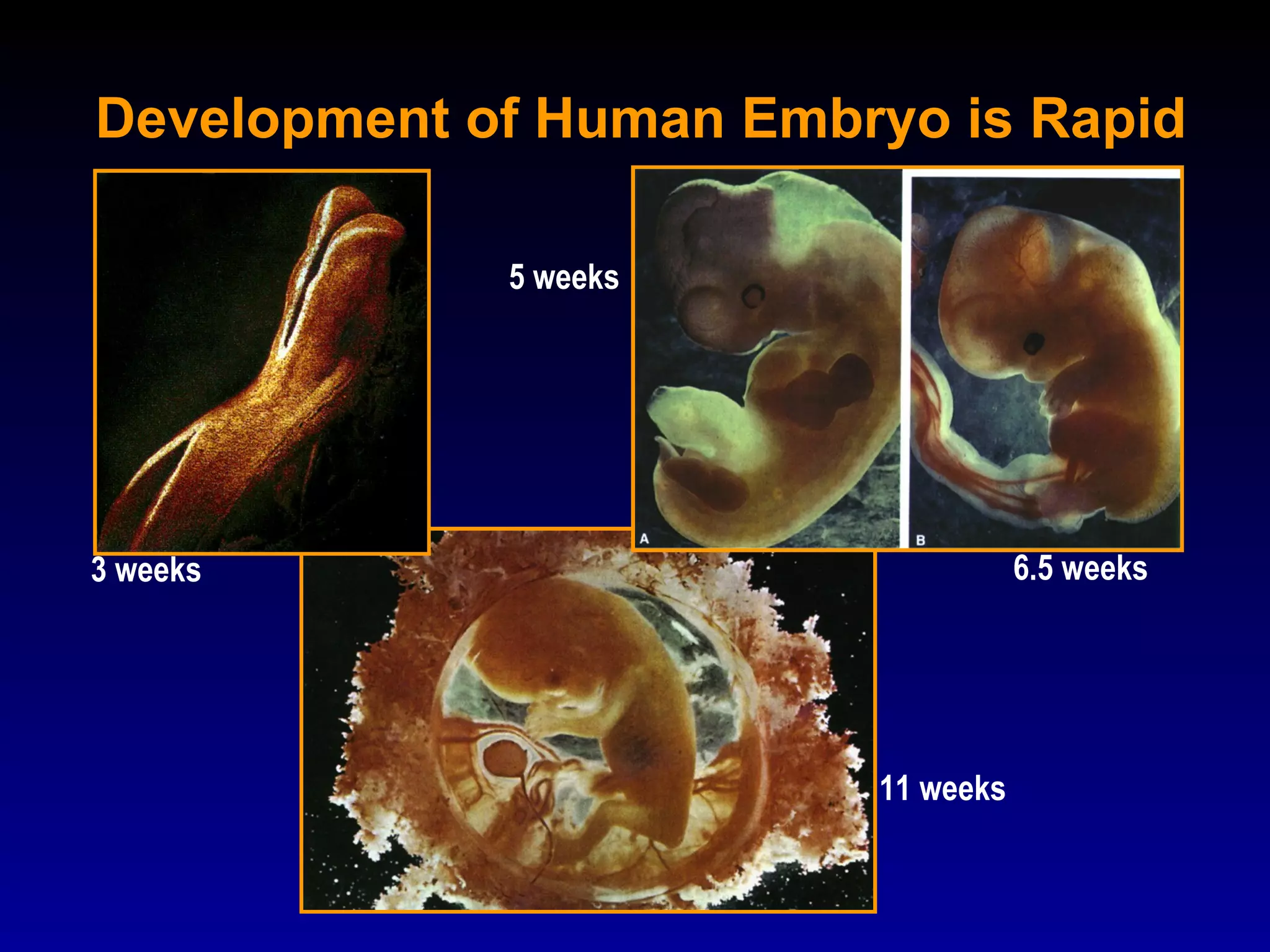Relative Morphology of Extraembryonic Membranes in Mammals: Their Roles ...
