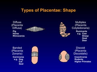 Relative Morphology of Extraembryonic Membranes in Mammals: Their Roles ...