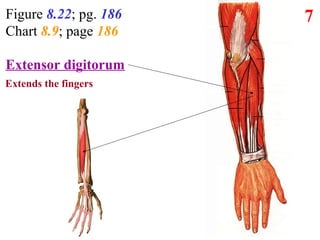 5. posterior arm forearm | PPT