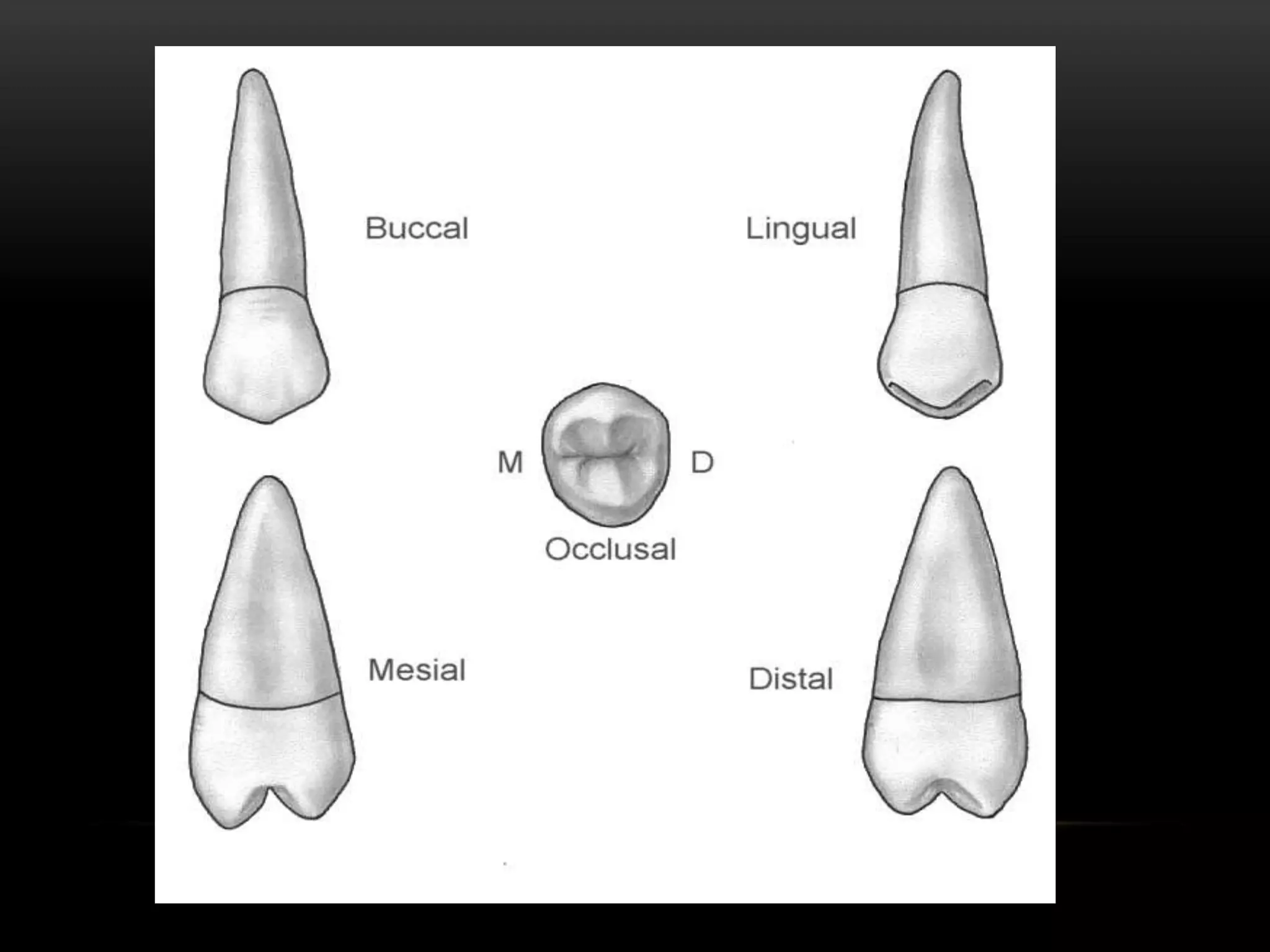 premolar | PPTX | Dental Health | Diseases and Conditions