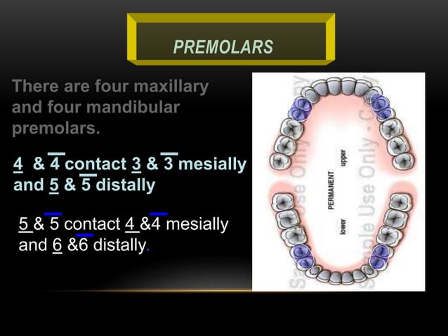 premolar | PPT