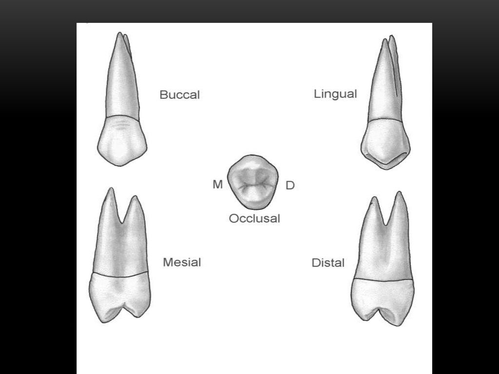 premolar