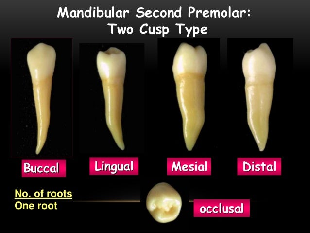 premolar