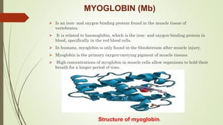 5 - Proteins, hemoglobin & myoglobin.pptx