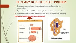 5 - Proteins, hemoglobin & myoglobin.pptx